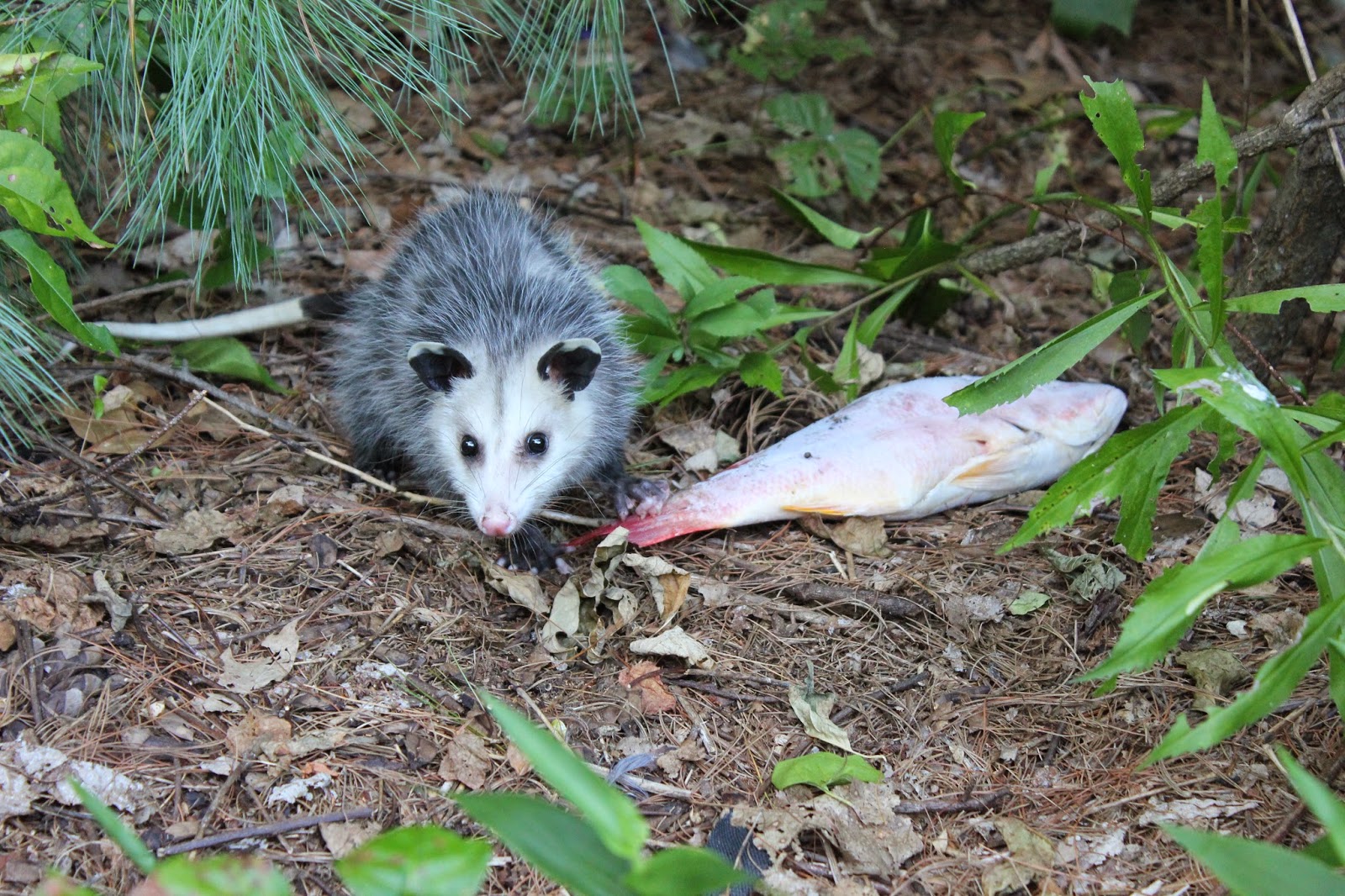 The Laughing Raccoon: The great possum release.