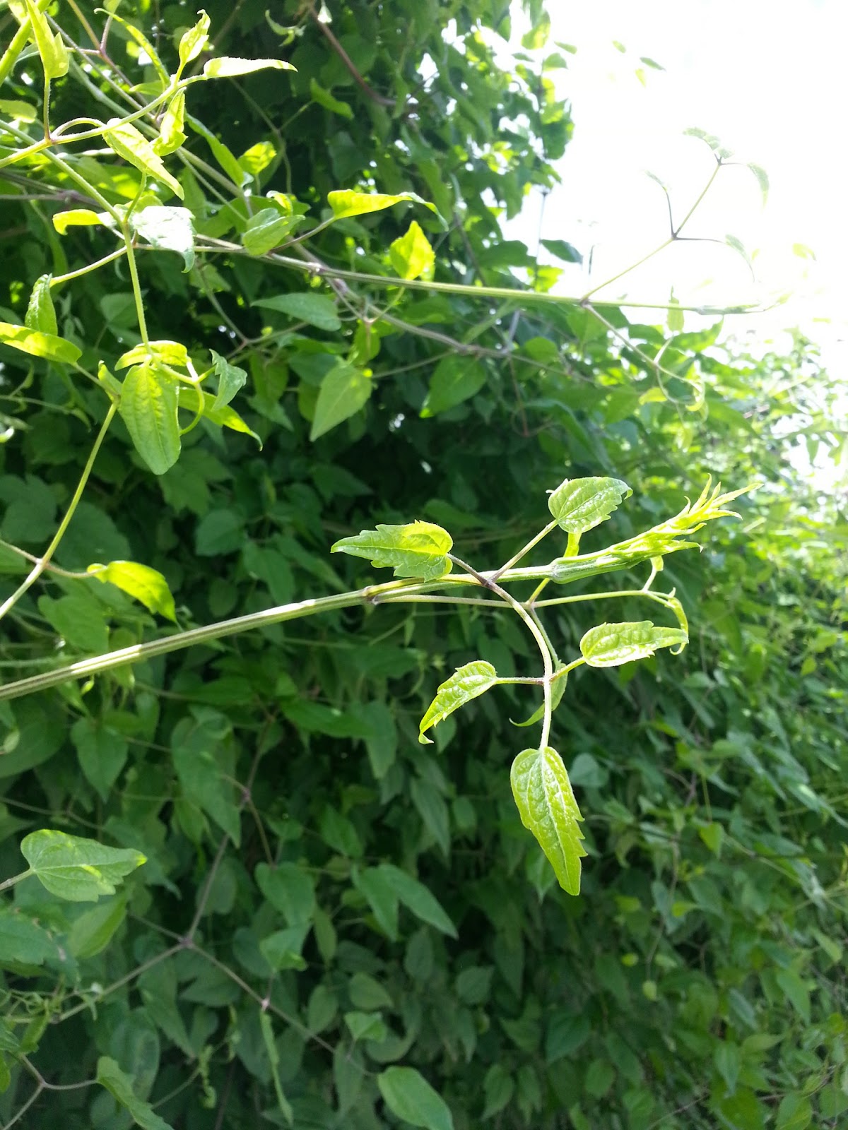 Pasticci in Famiglia: Bruscandoli in quiche
