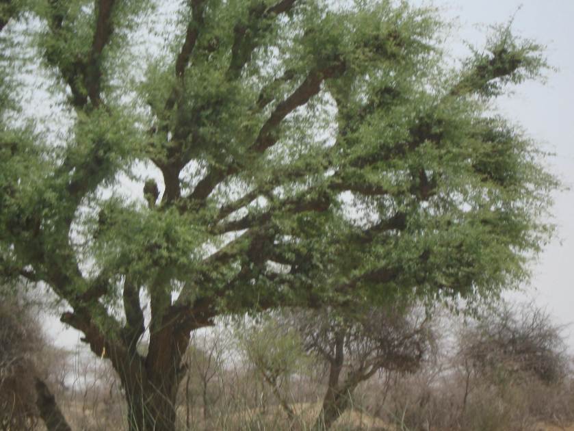 Discover Life: Rajasthani delicacy 'Ker Sangri' : The Leafless Colorful ...