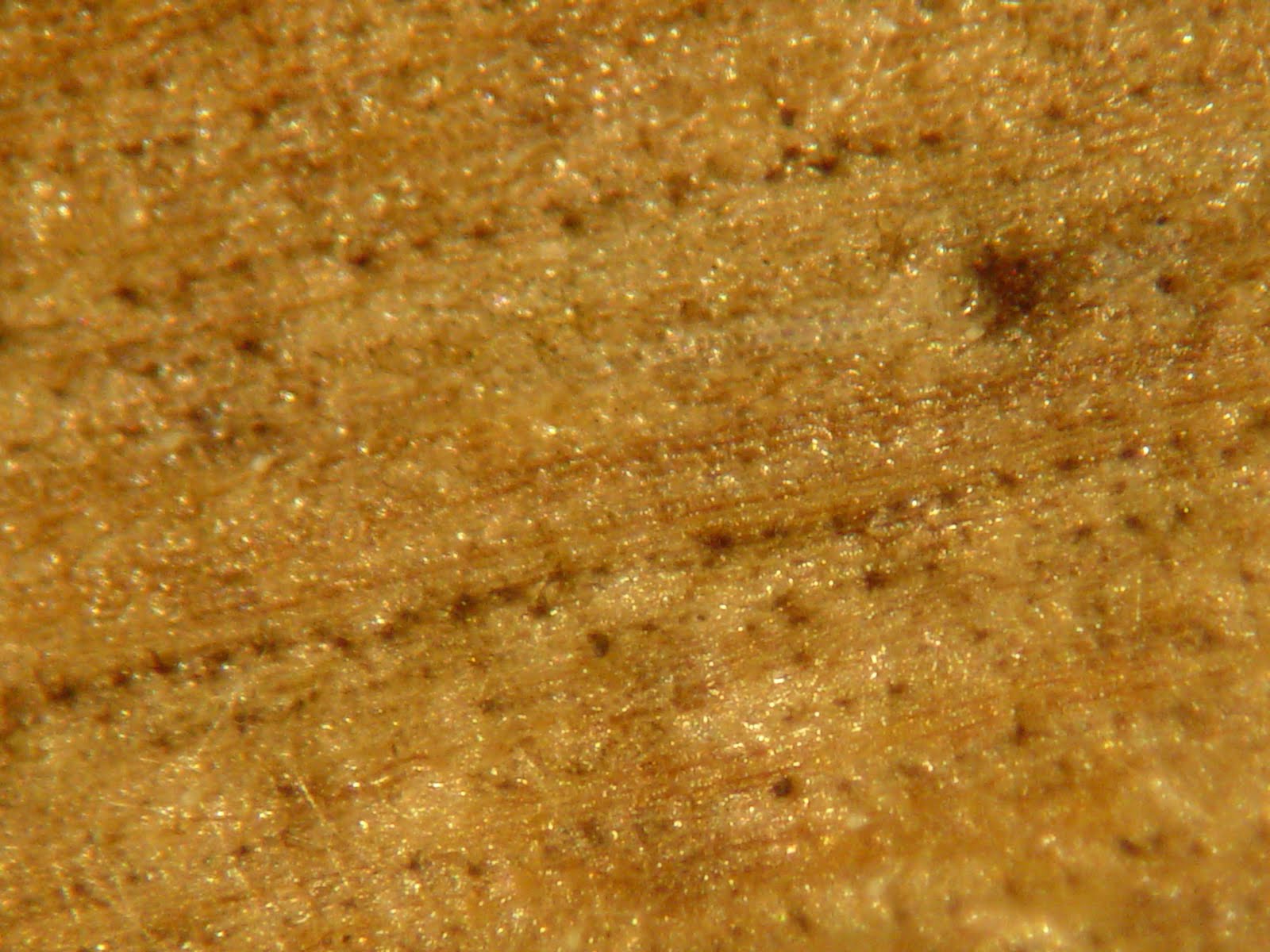 University of Illinois Plant Clinic: How We Identify Corn Leaf Diseases ...