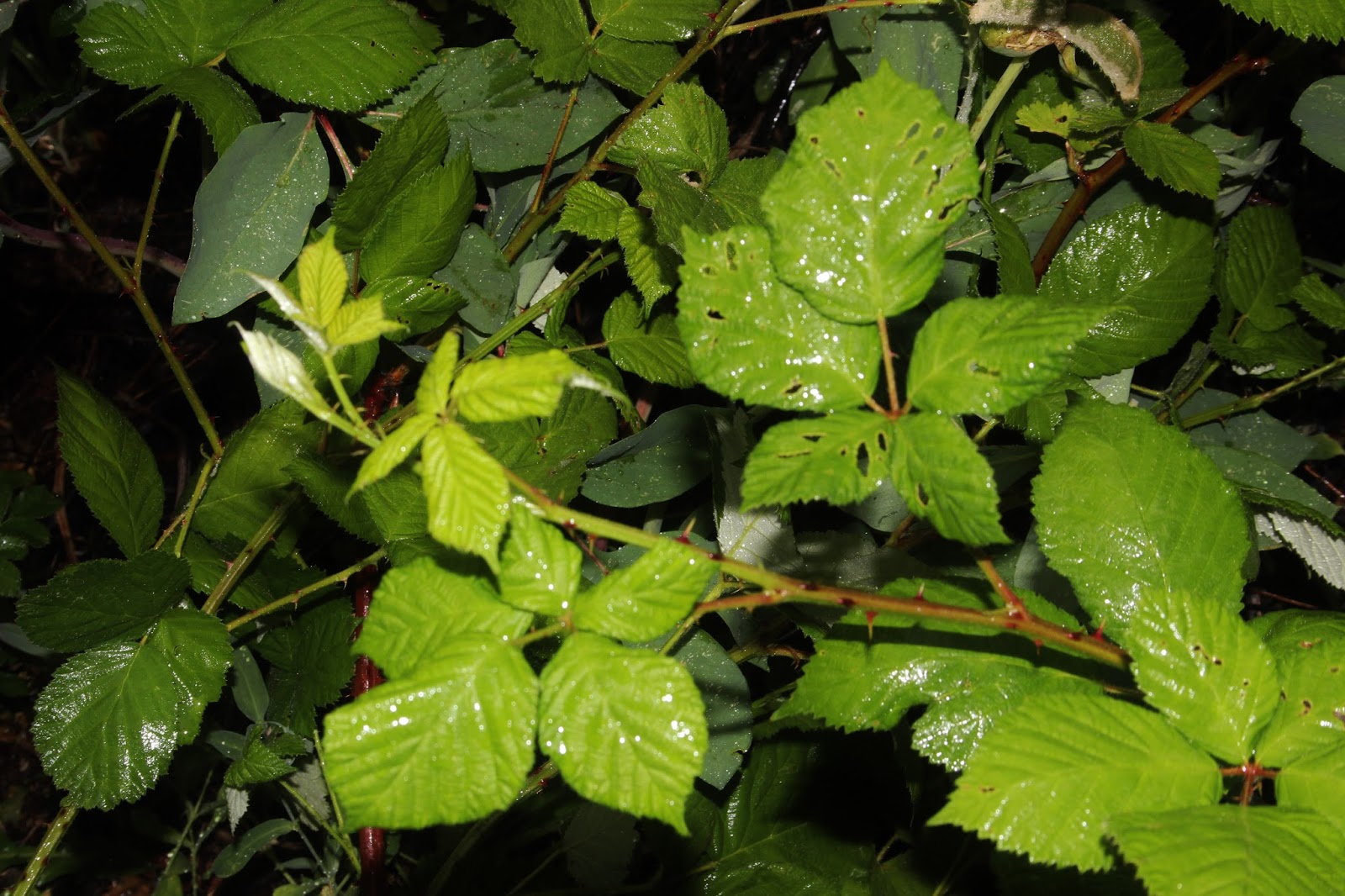 Biodiversity of Cyprus by NGO Protection of the Natural Heritage and ...