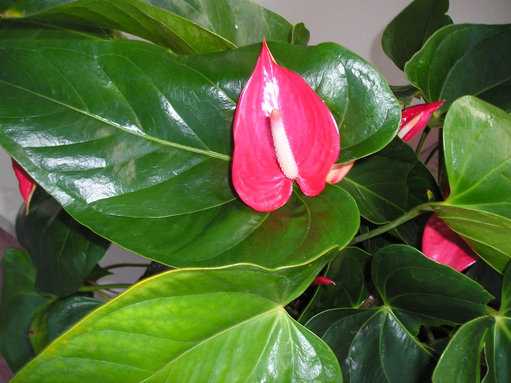 Retendo Momentos: Antúrio