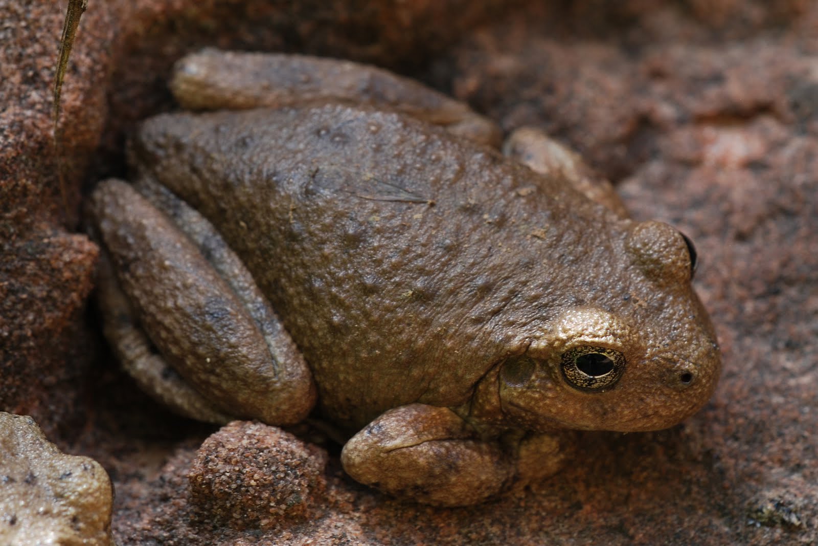 Yorkshire Field Herping and Wildlife Photography: Southwest USA Herping ...