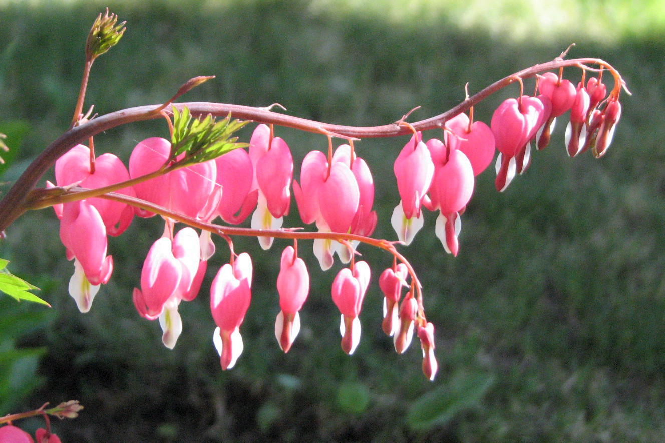 Father Julian's Blog: The Bleeding Heart