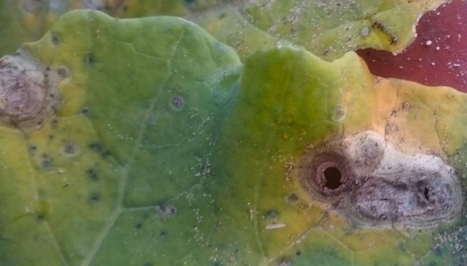 El Huerto de Jose Antonio: Enfermedad de la alternaria.