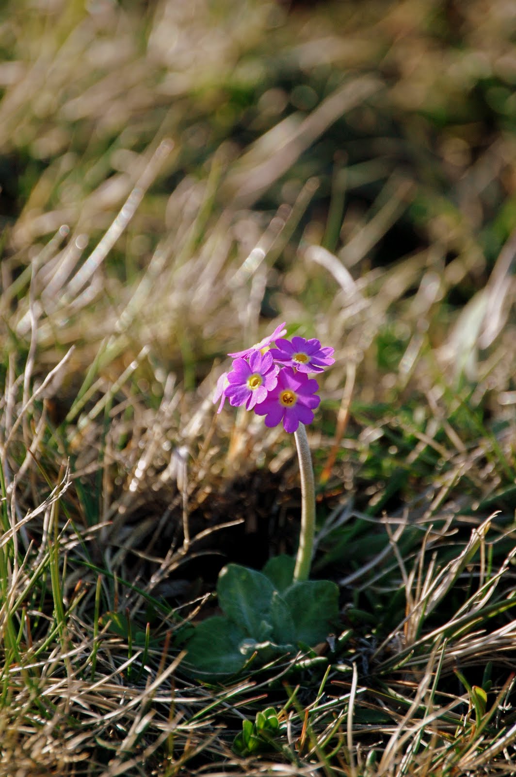 The wind and the wellies: Introducing Primula scotica - a rare Orkney ...