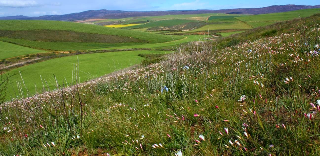 Overberg Lowlands Conservation Trust: Renosterveld – a Virgin’s Perspective