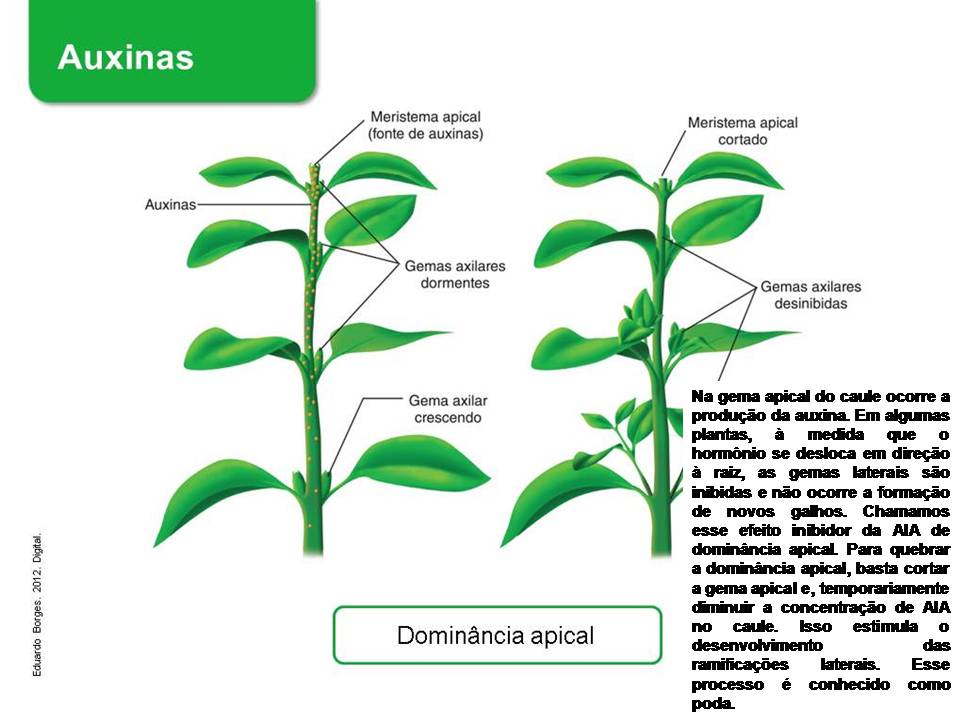Professora Darlene Timm: Fitormônios: regulação hormonal das plantas