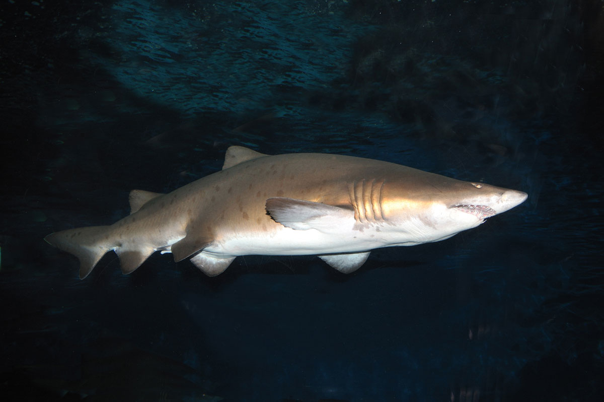 Tiburones: Tiburón toro (carcharias taurus)