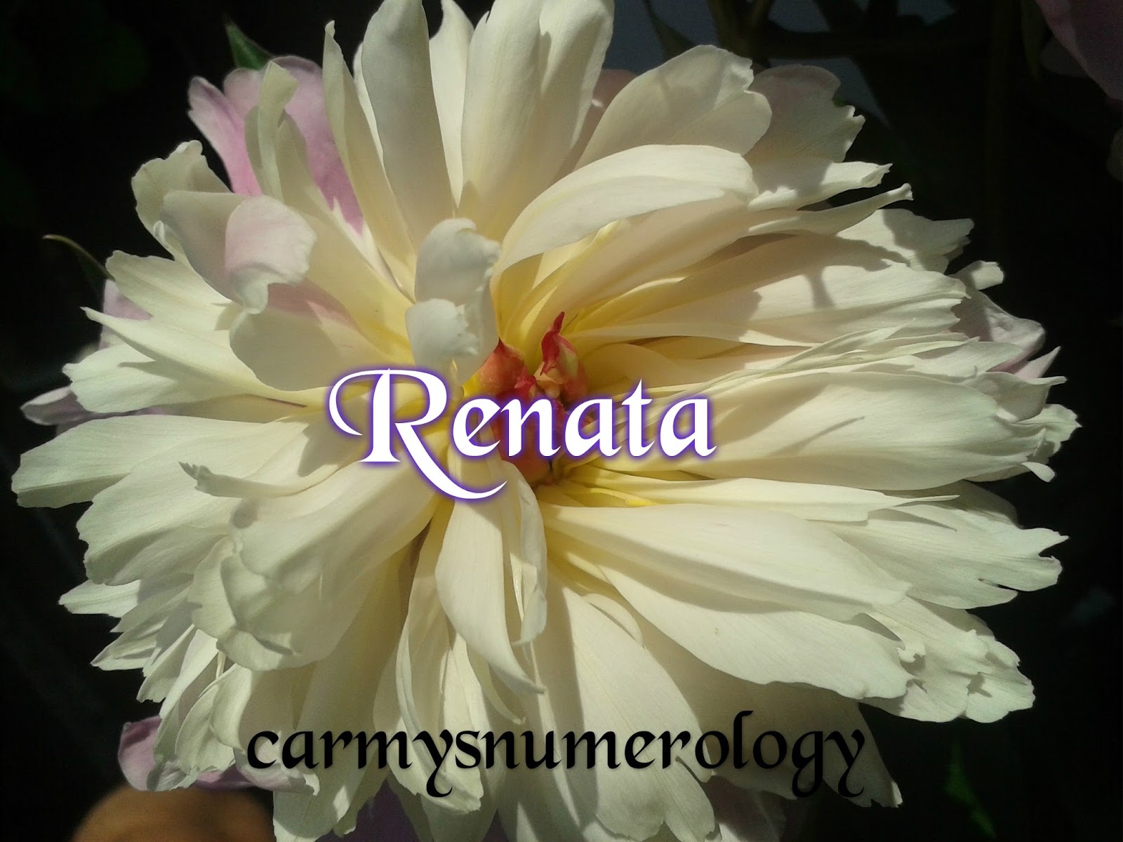 Carmys Numerology: Renata - Cea renăscută