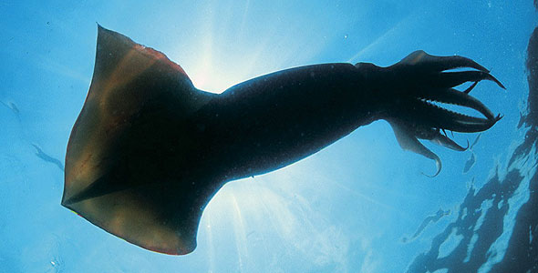 Bercerita dan Berinformasi yang UNIK: Cumi-cumi raksasa