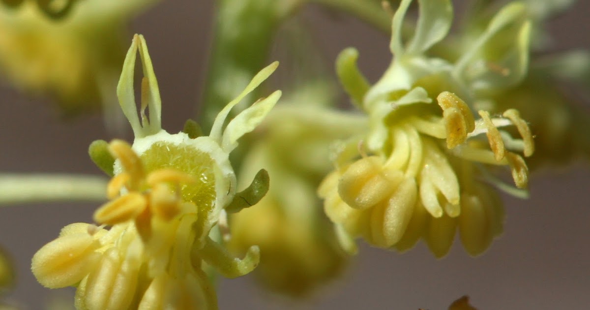 Menuda Natura: Reseda lutea L.