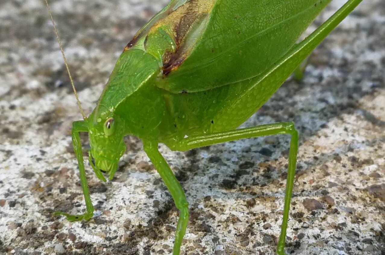 Les Chroniques de Matamata: Jolie bestiole