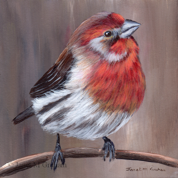 Janet M Graham's Painting Blog: House Finch in acrylics