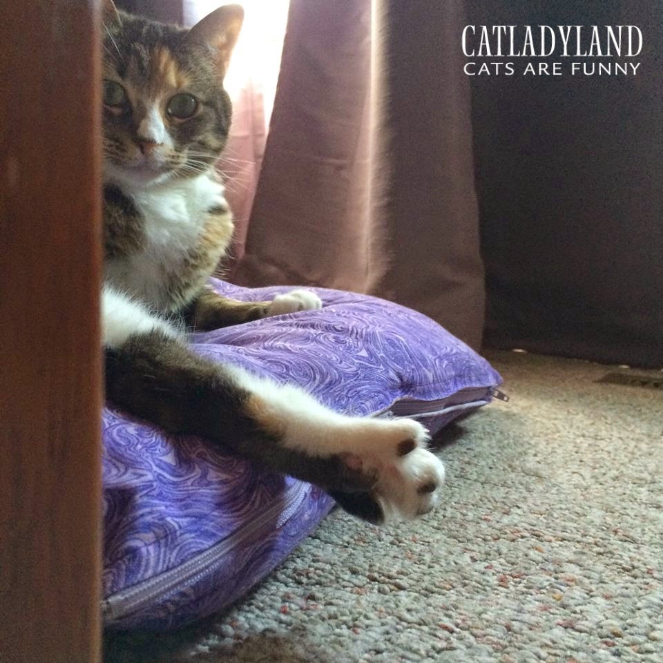 Catladyland: Cats are Funny: Stretchy-toe Tease