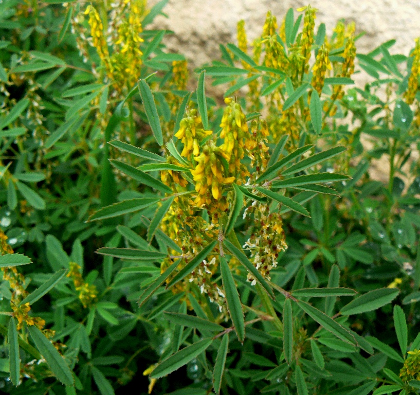 Wildflowers of Andalucia: Melilotus indicus
