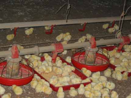 Poultry: Early Chick Mortality