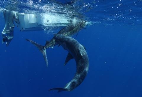 Monster Fish: Mako Shark