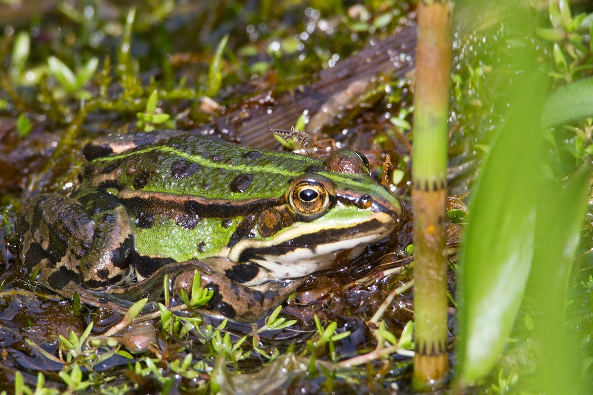 fotoblog van cor fikkert: 2015-05 IJsselmuiden Meerkikker