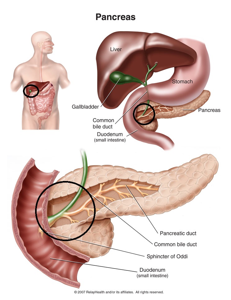 Pancreas: Pancreas Flush