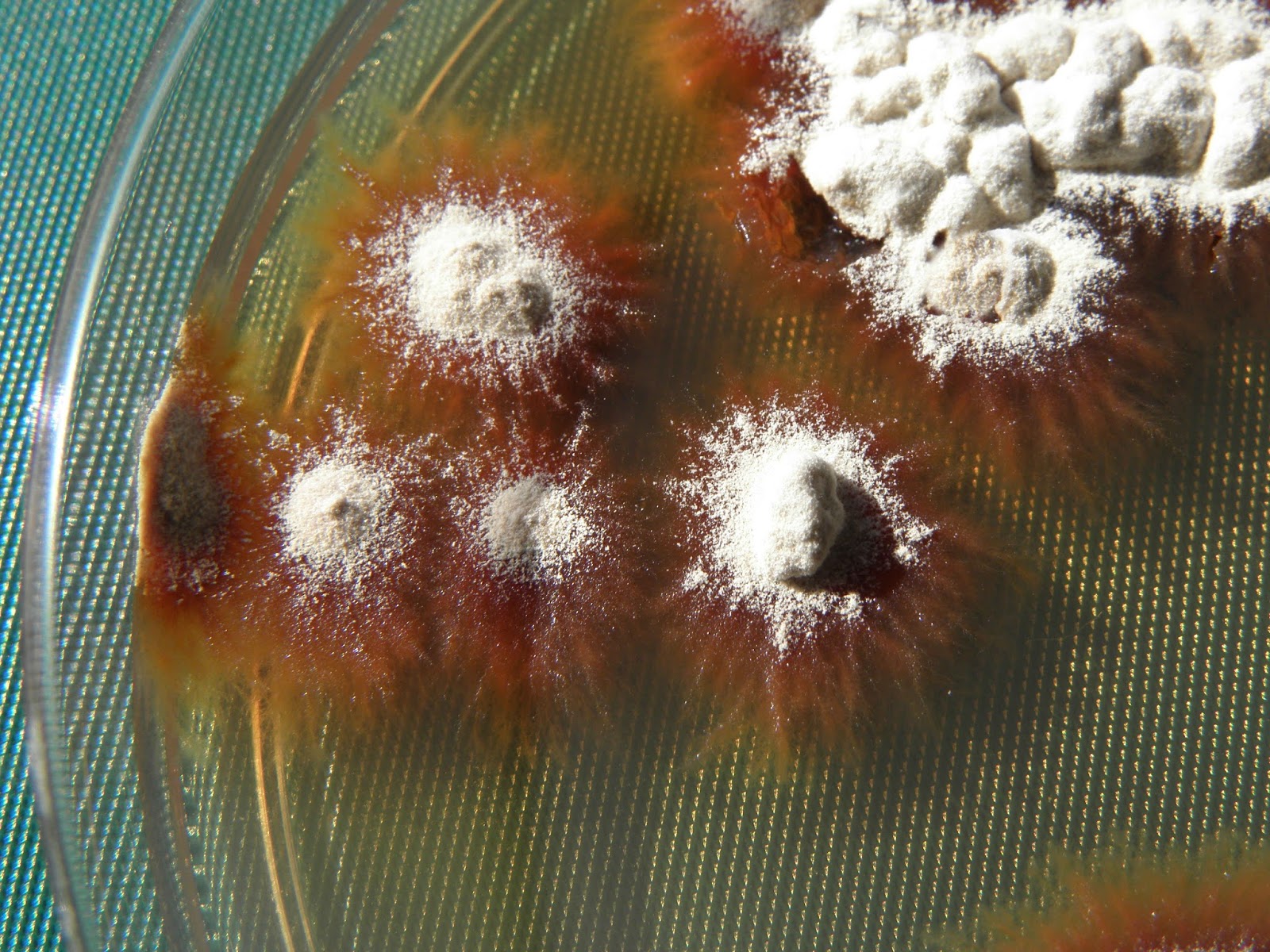 ATLAS MICOLOGIA: TRICHOPHYTON VERRUCOSUM