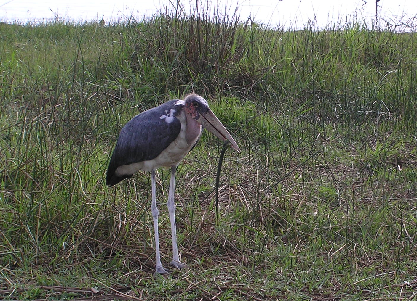 Rwanda on the Wing: Flamingos, ostriches, and other big birds of East ...