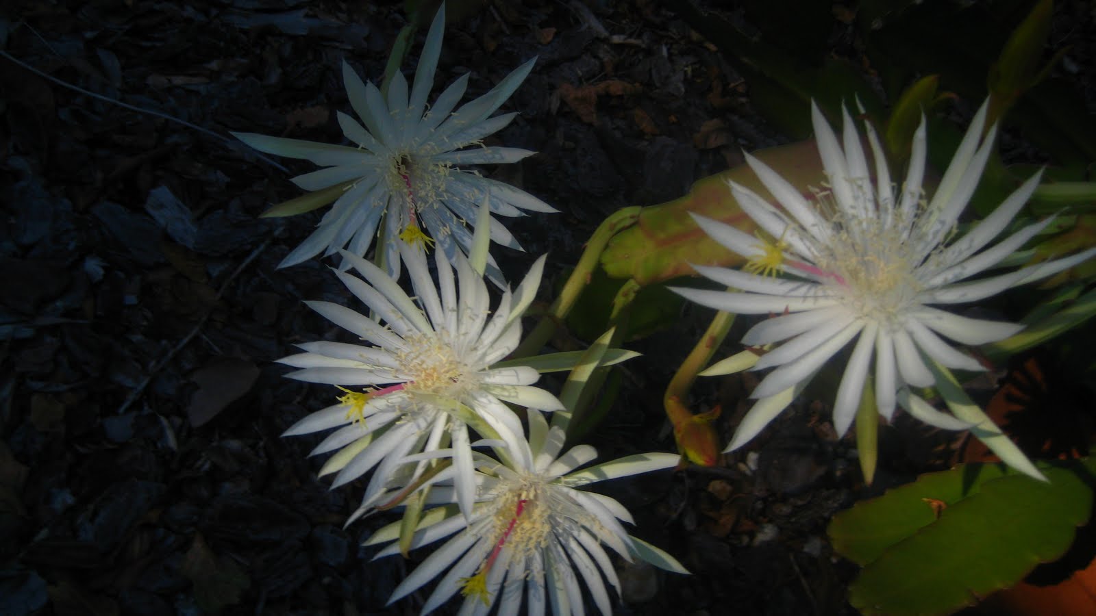 Gardening in Central Florida: Flowering cactus