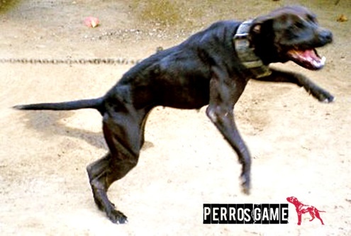 IMPERIOS KENNEL´S CH LA DENTISTA 4XW 1XLGD BIS GIS - Perros Game