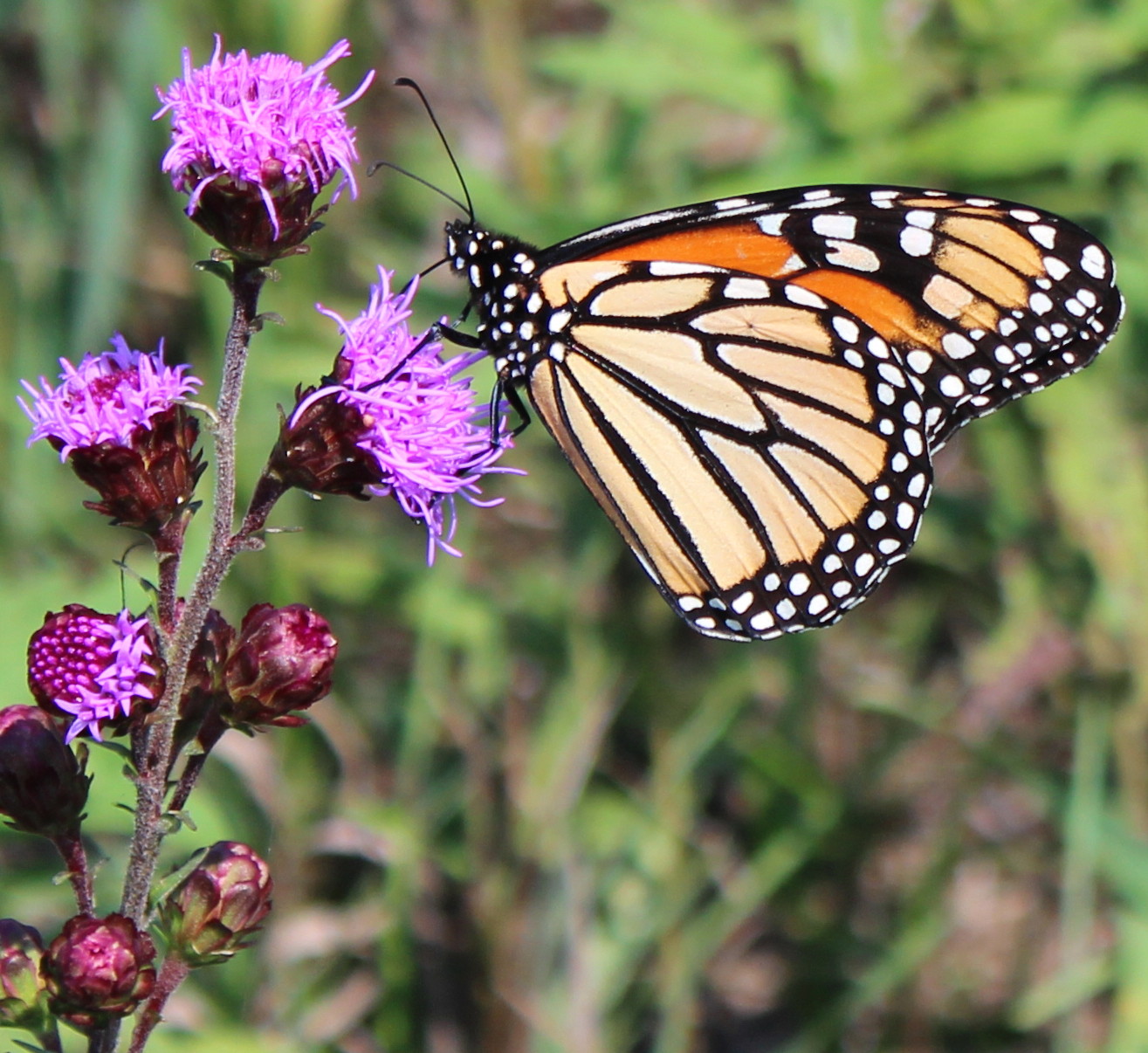 NATURE NOTES: August 2012