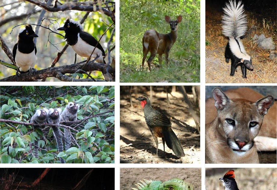 CAATINGA - FLORA E FAUNA DO BIOMA CAATINGA ~ Klima Naturali™