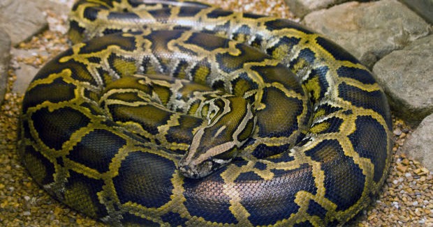 World of Reptiles: Burmese Python Facts