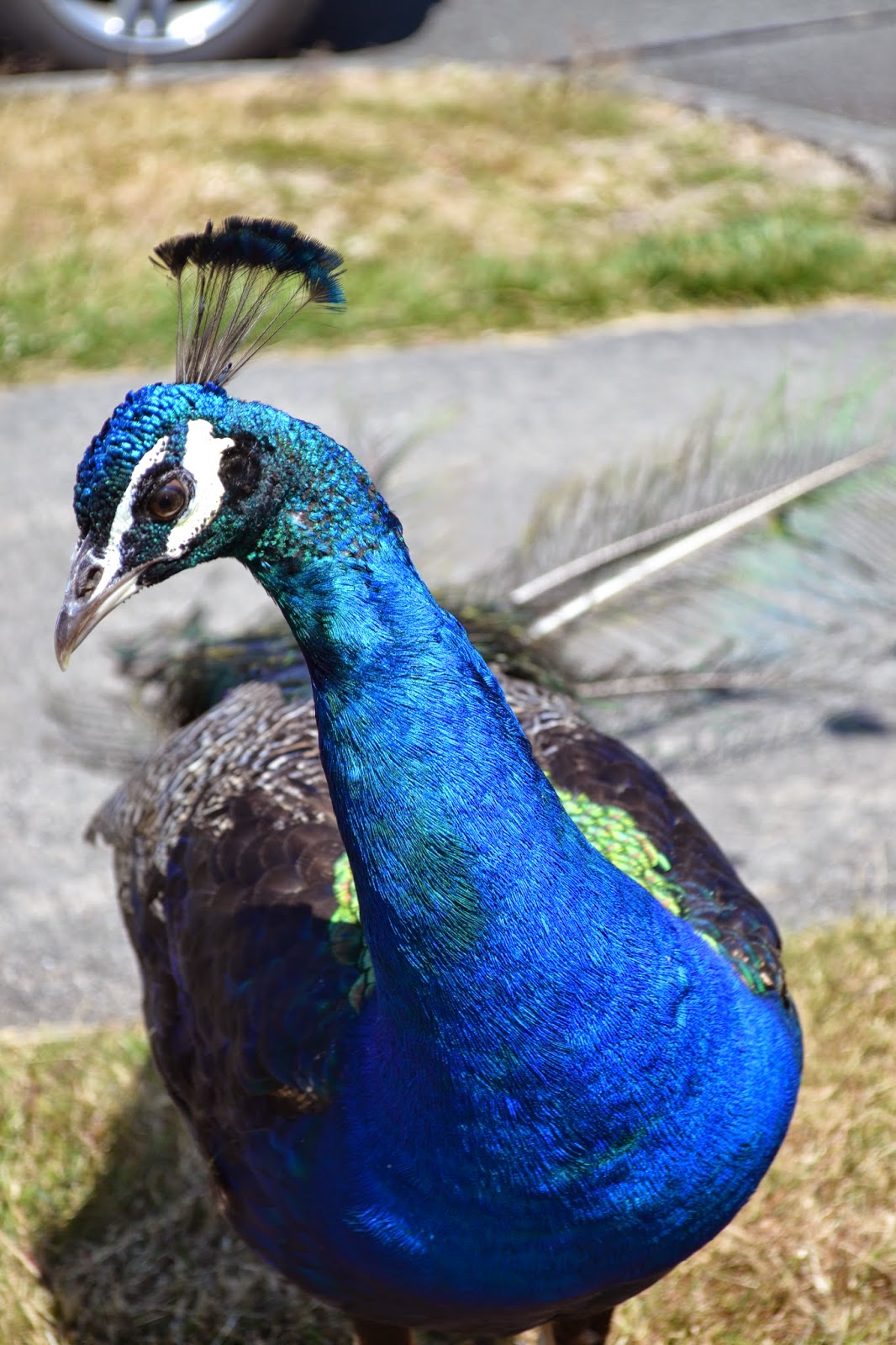 Quantrell Quips: Bird Envy