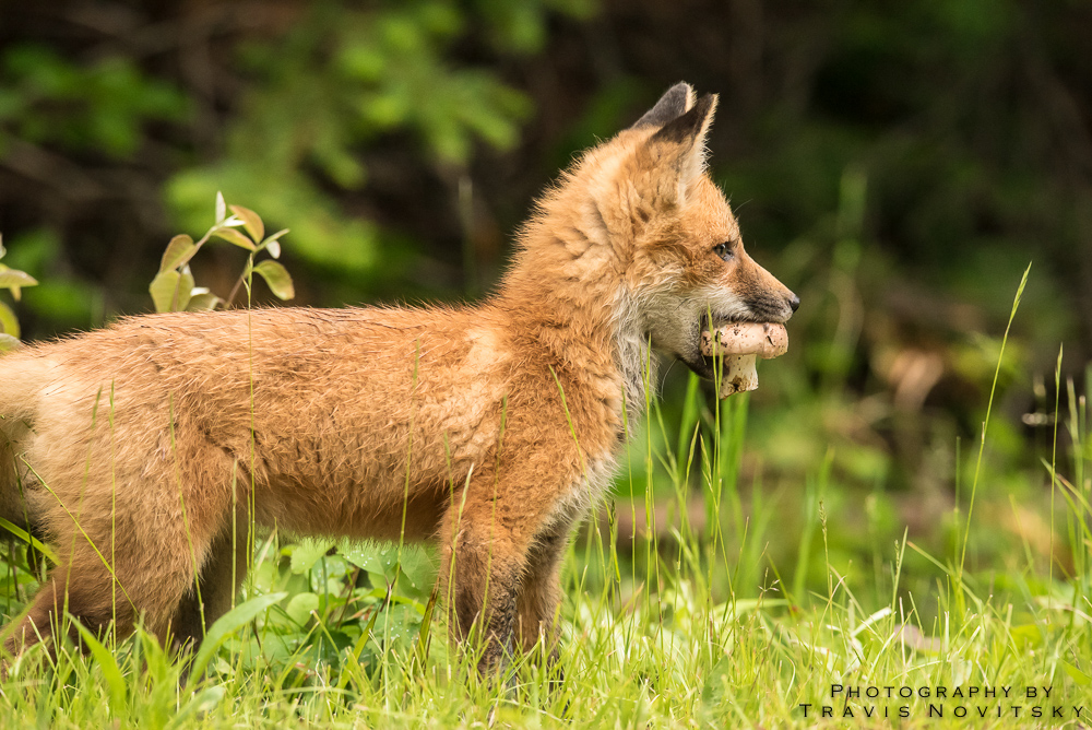 Photography by Travis Novitsky - Photo Journal: Can I have this ...