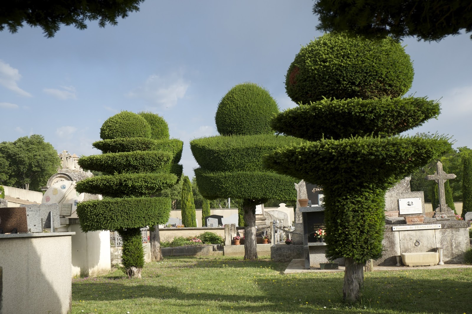 the lime walk: THE ART OF TOPIARY