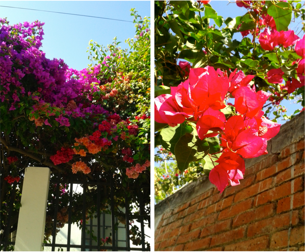 Flavors of Oaxaca: Oaxacan flowers