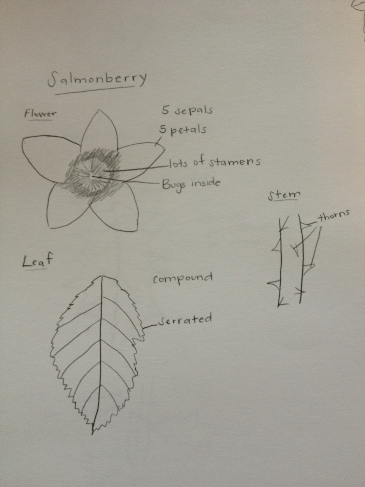 Exploring Discovery Park: Plants