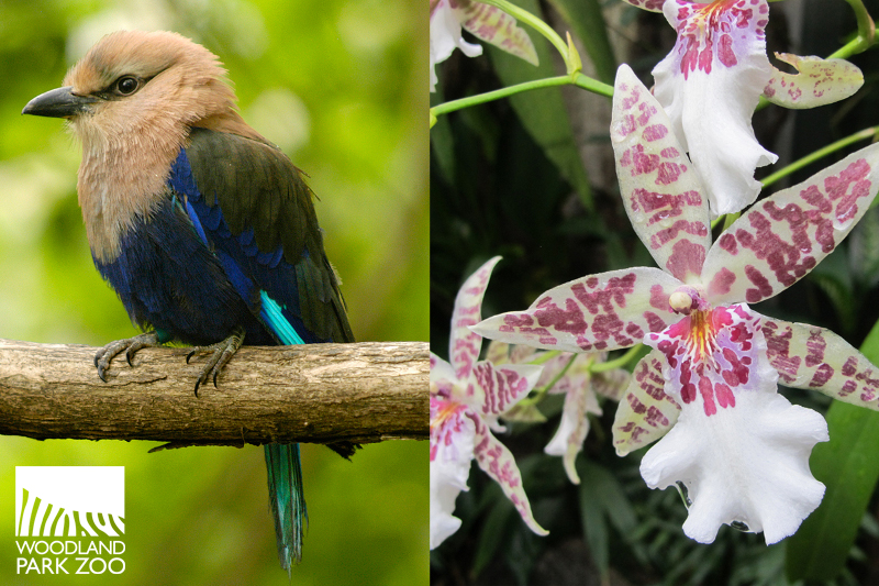 Ultra awesome: Ultraviolet eyesight in animals