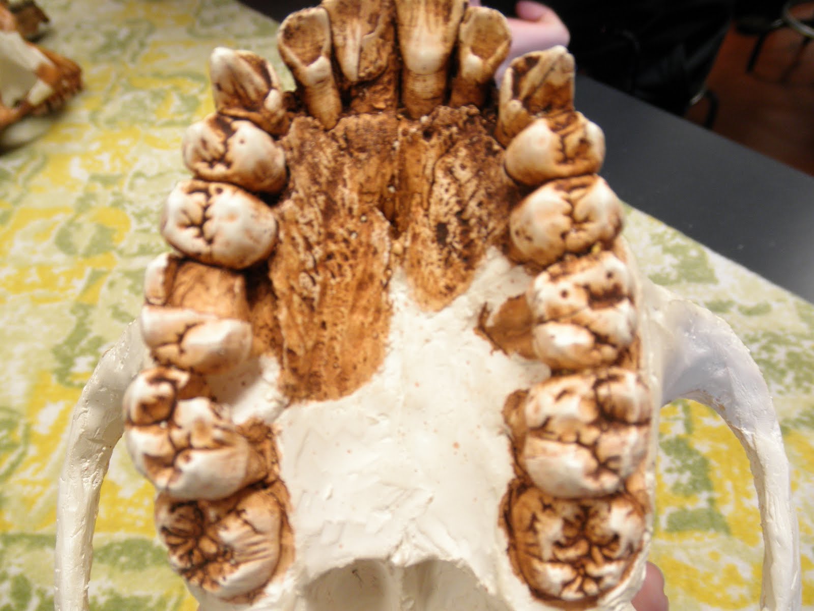 Human Fossils and Evolution: Australopithecus africanus