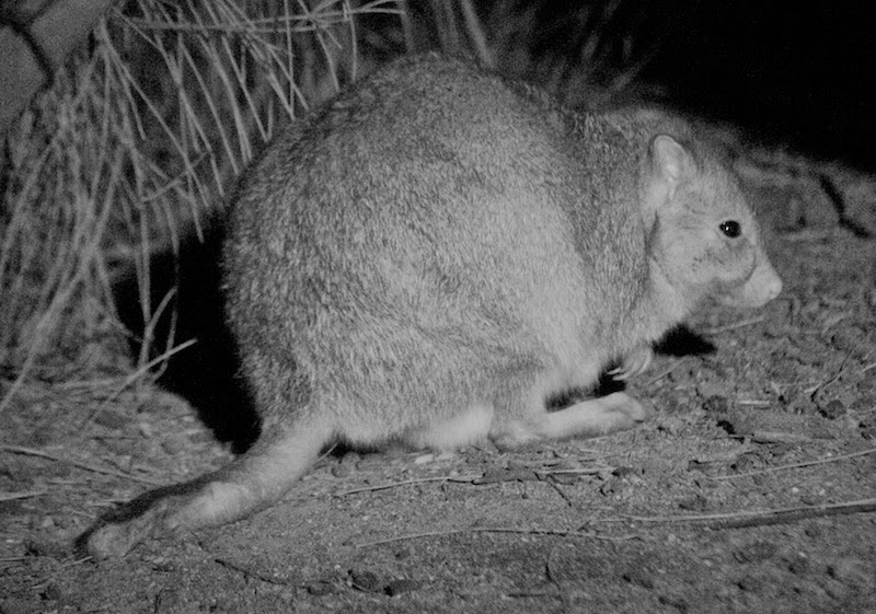 Animals of the world: Boodie