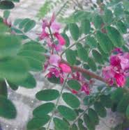 Indian Medicinal Plants: Avuri