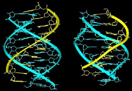 DNA Interactive:The DNA Structure: DNA triple helix