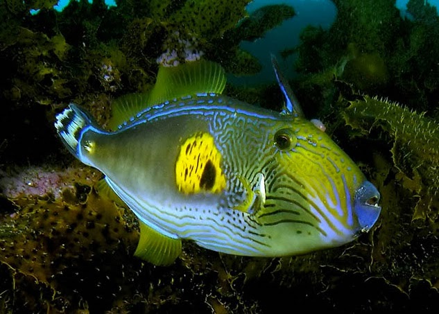 Leatherjacket Fish - Fishes World - HD Images & Free Photos