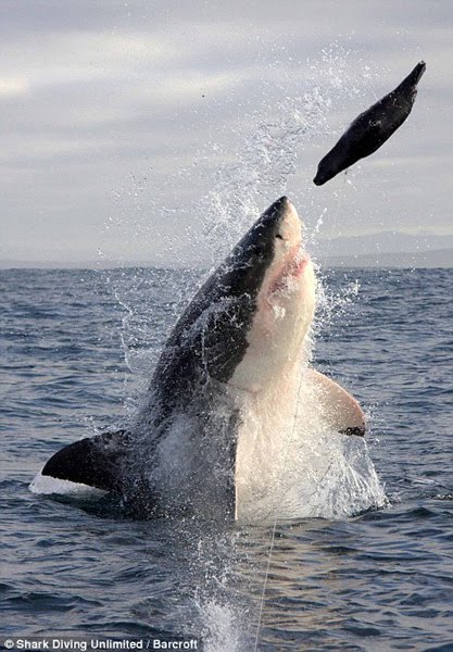 Military Pictures 4 M Great White Shark Leaping Out Of The Water The Whole Prey Was Shot Hd