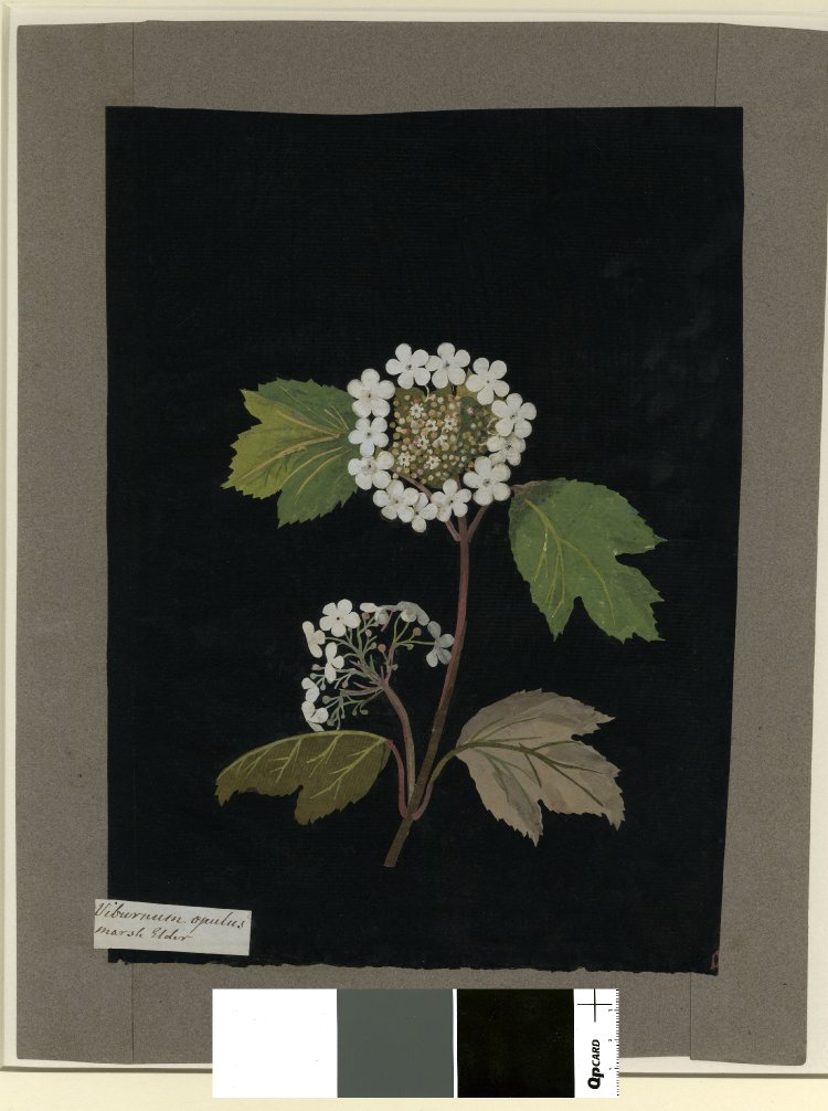nickyskye meanderings: Mary Delany, collage artist of flowers in the 1700's
