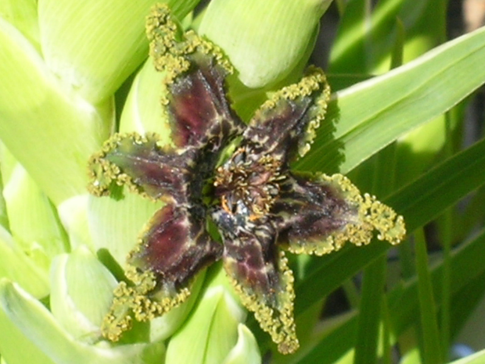 Berkeley Butterfly Blog: Ferraria crispa--Spider Iris