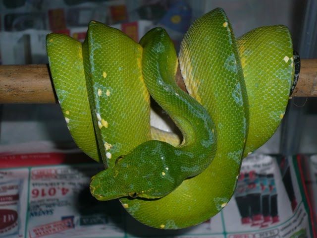 Mengenal dan Menghandle Ular Sanca (Python): Jenis Python yg dilindungi