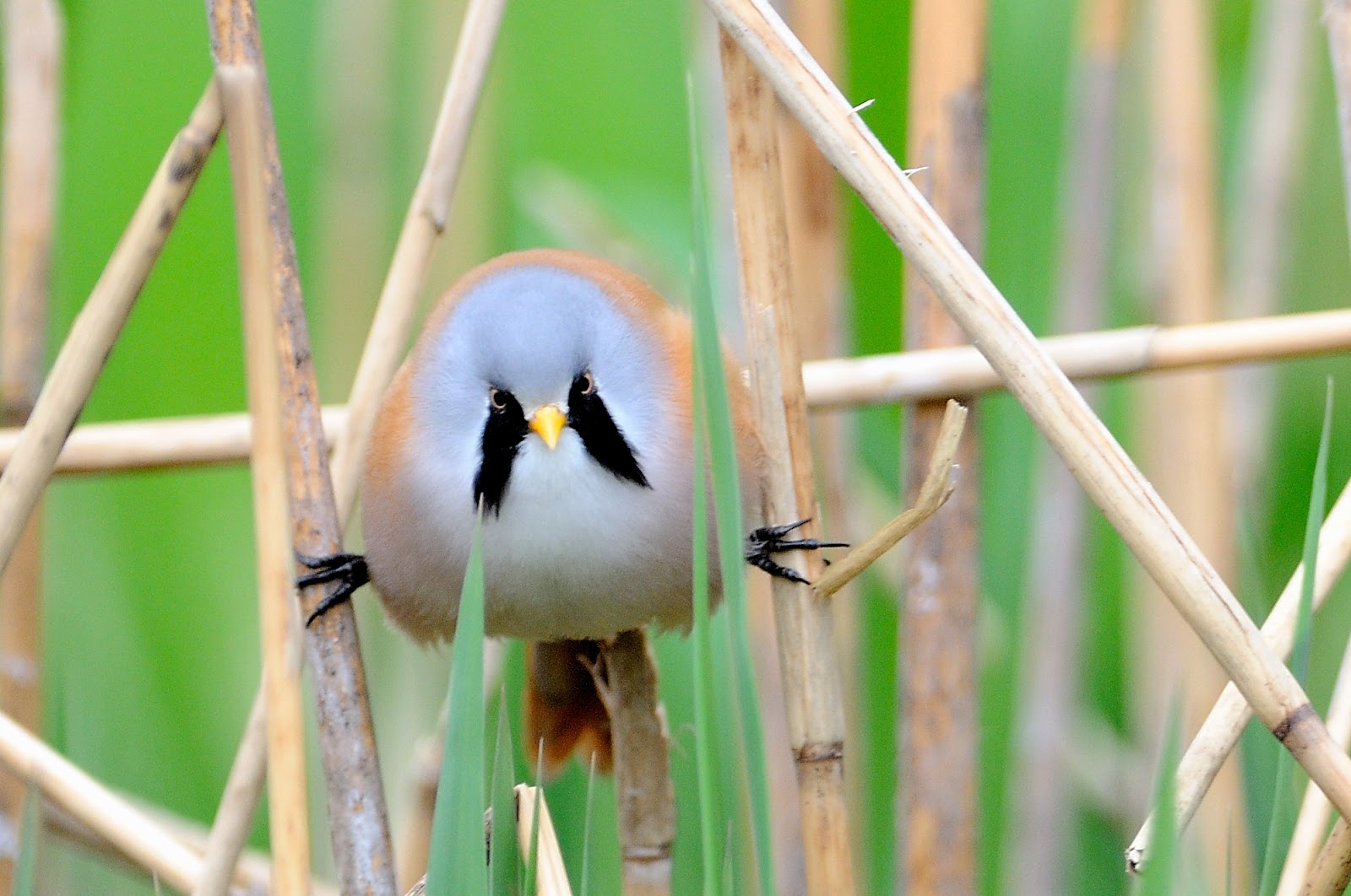 Bearded Reedling - Ryan Maigan Birds