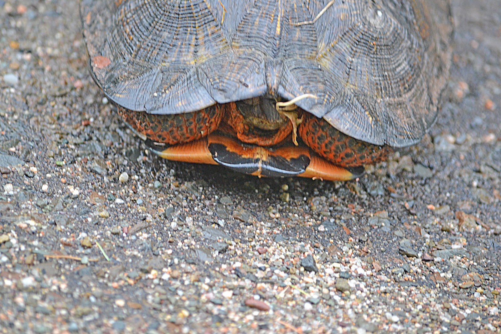 nature tales and camera trails: June 2013