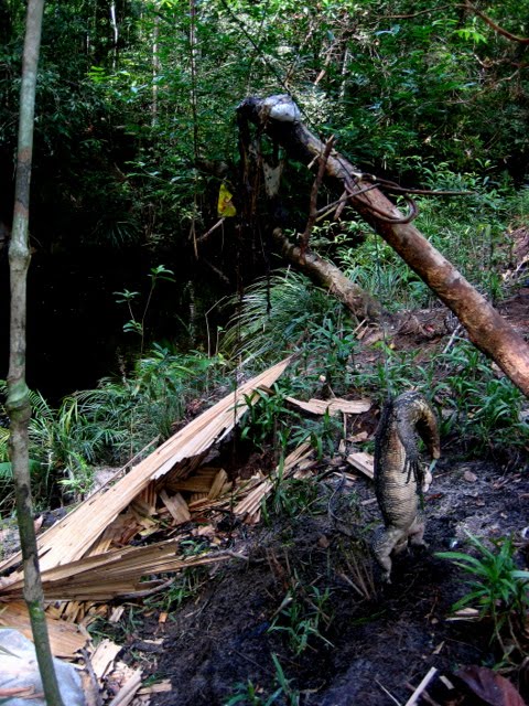 PAK ONYAL™: Perangkap Biawak(Monitor Lizards trap)