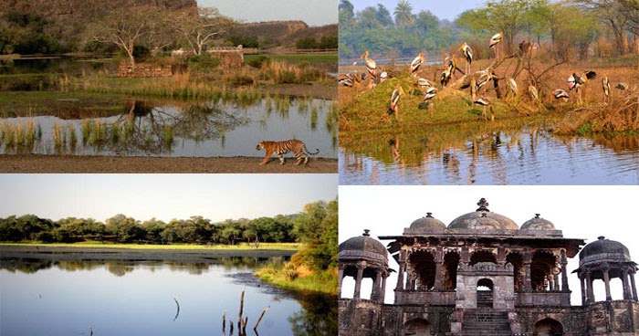 The Best Time to Visit Ranthambore - Drawing and Painting